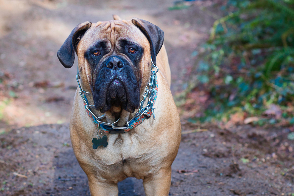 14 Guard Dog Breeds That Will Keep Your Home Safe