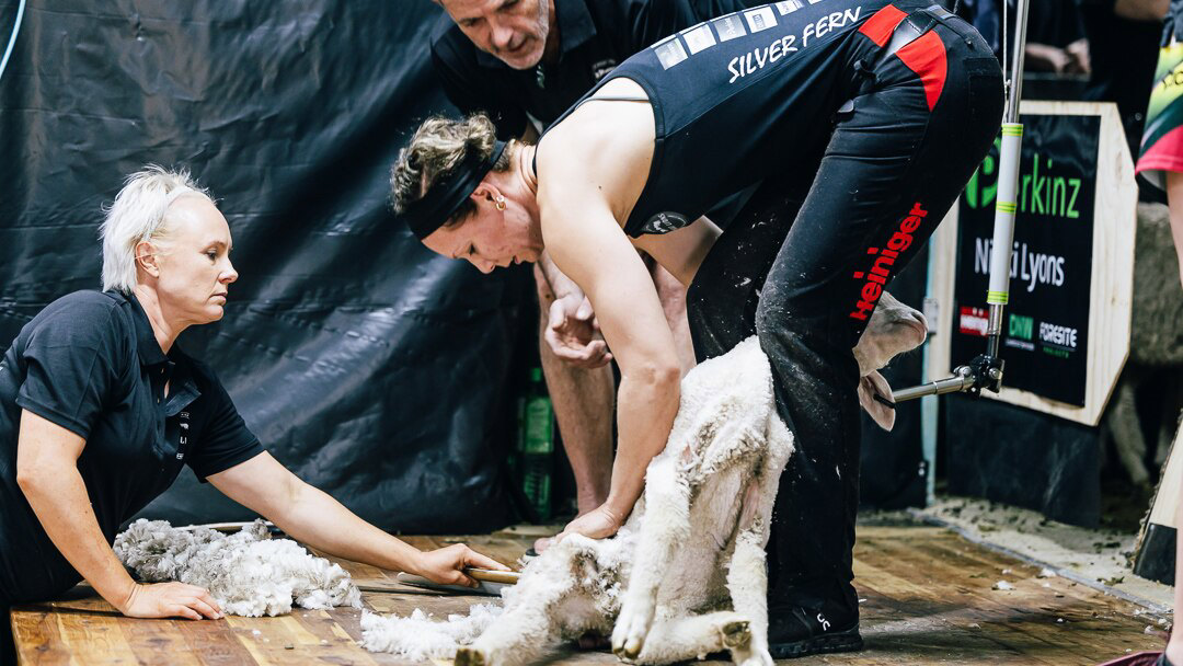 Shearer Nikki Lyons sets women's world record by shearing 395 merino ... Shearer Nikki Lyons sets women's world record by shearing 395 merino ...