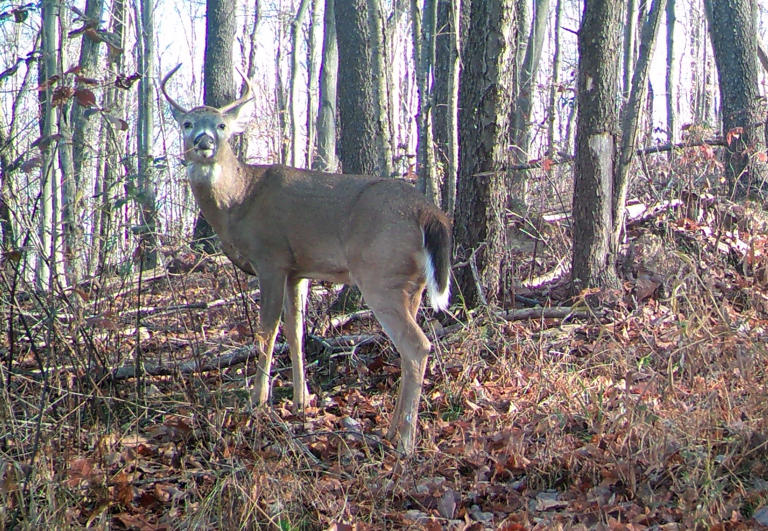 Bill reintroduced to allow more Sunday hunting opportunities in ...