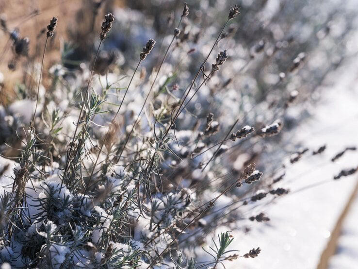 Staudenbeet anlegen: Die 5 größten Stauden-Fehler