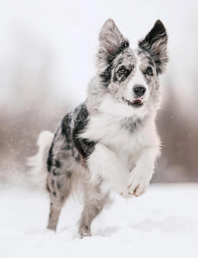 How cold weather impacts your dog's health and energy levels