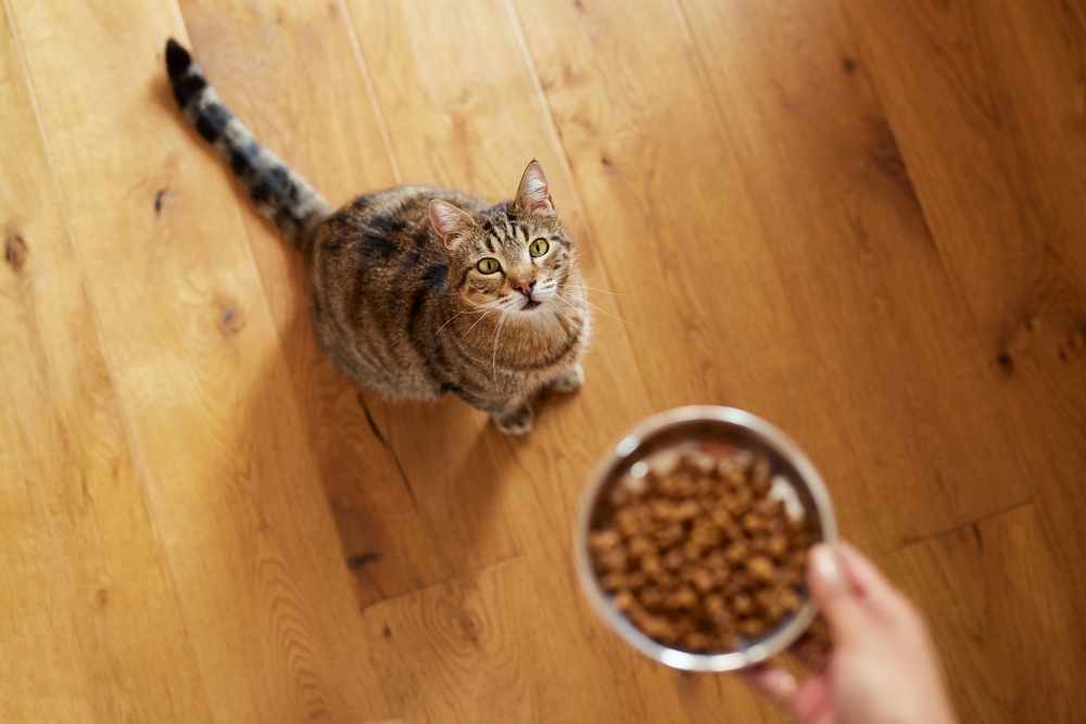 15 Signs Your Cat Thinks You’re The Pet, Not Them