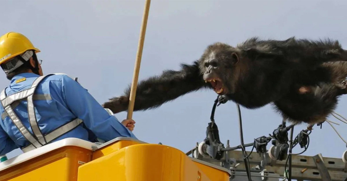 30 Pics Showing The Unstoppable Global Monkey Takeover