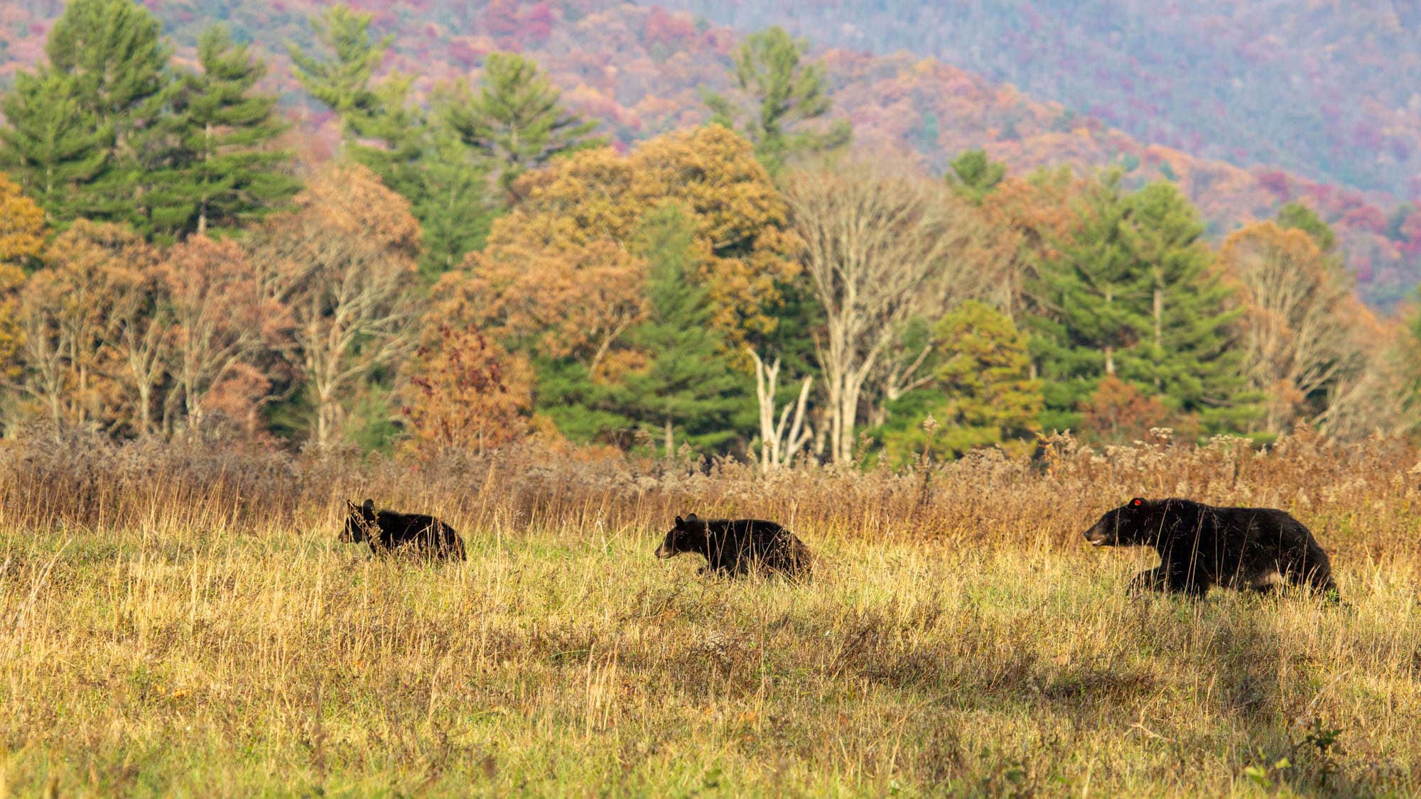 15 National Parks With The Worst Crowding Issues