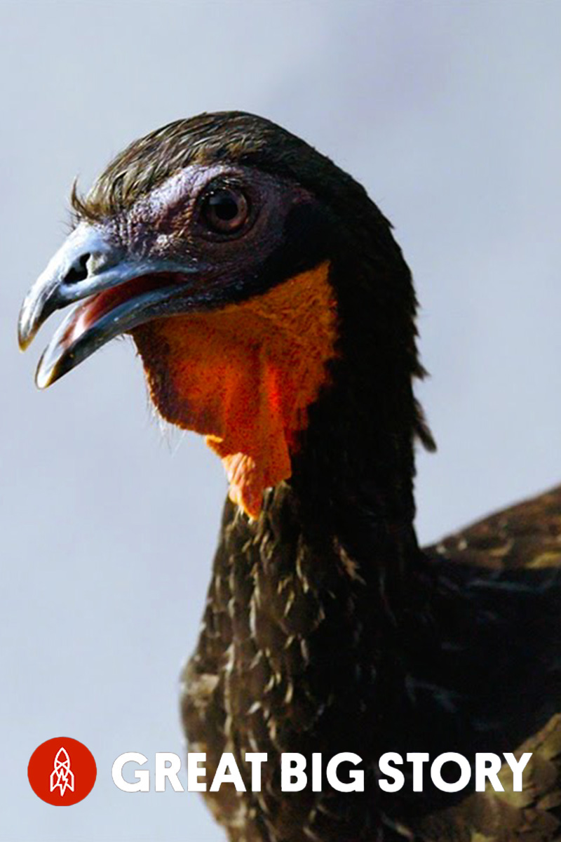 La Pava Aliblanca, un retour miraculeux de l'extinction