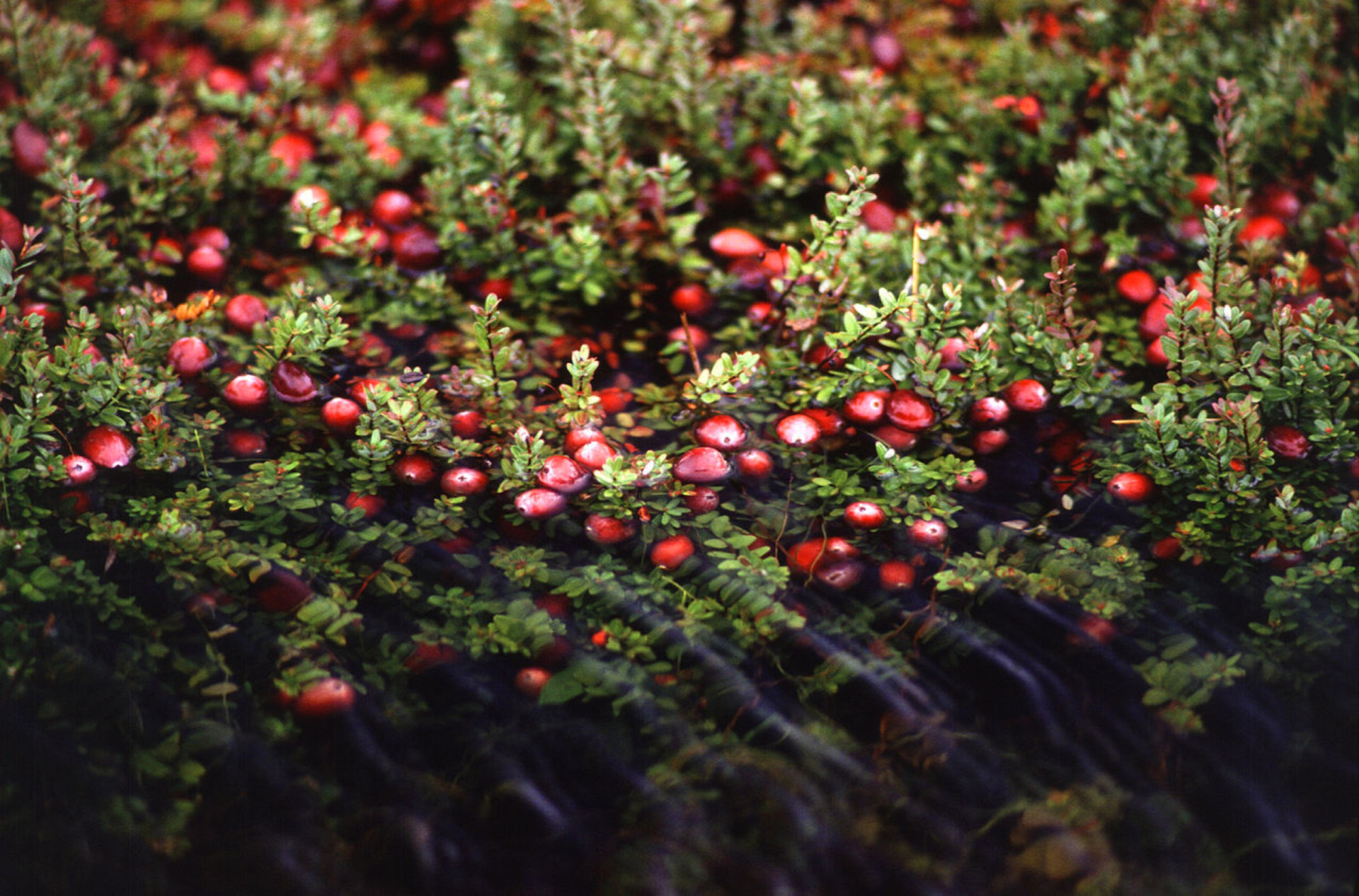 Why are cranberries so good for you?