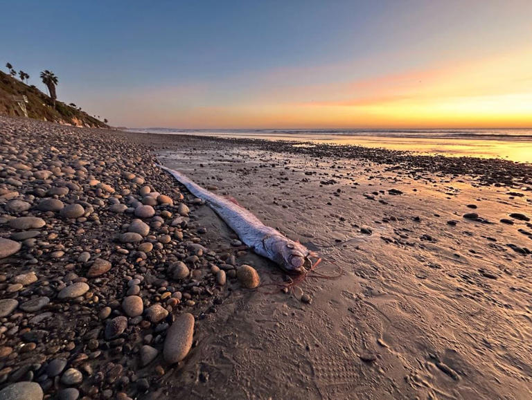 'That's gnarly': Video captures alligator parading massive python ...