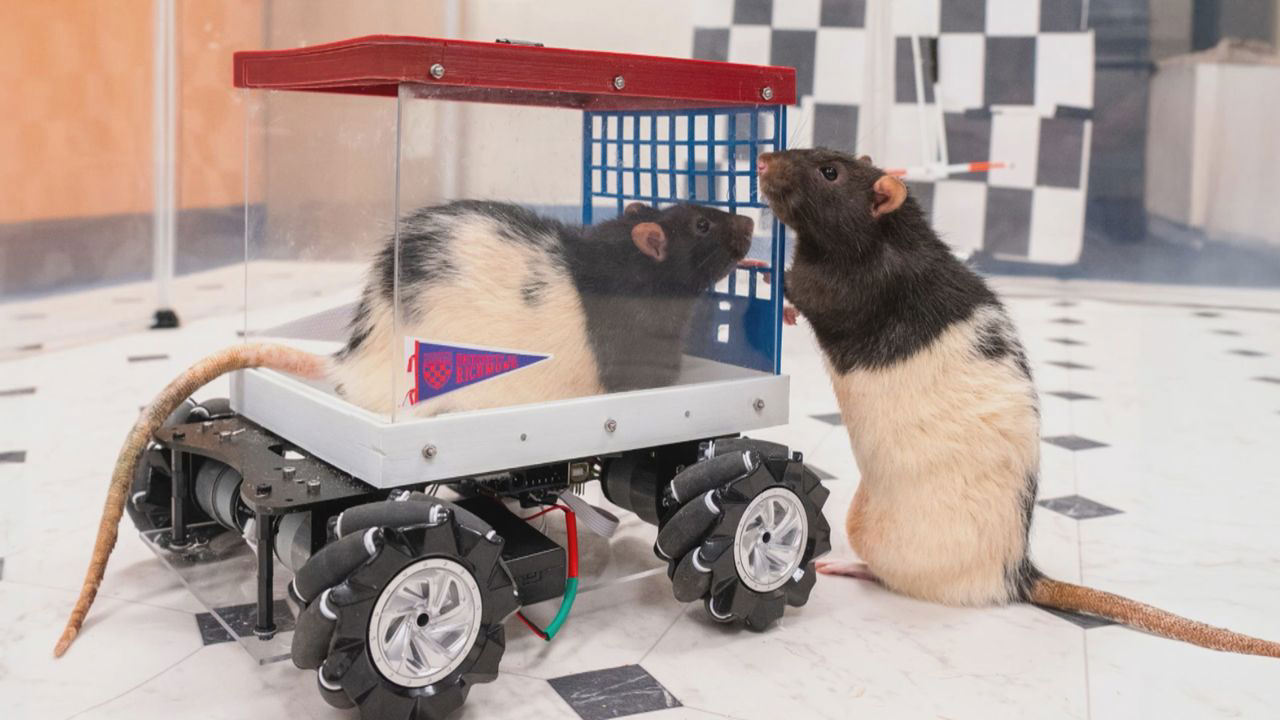Scientists teach rats to drive rodent version of Tesla's Cybertruck Scientists teach rats to drive rodent version of Tesla's Cybertruck
