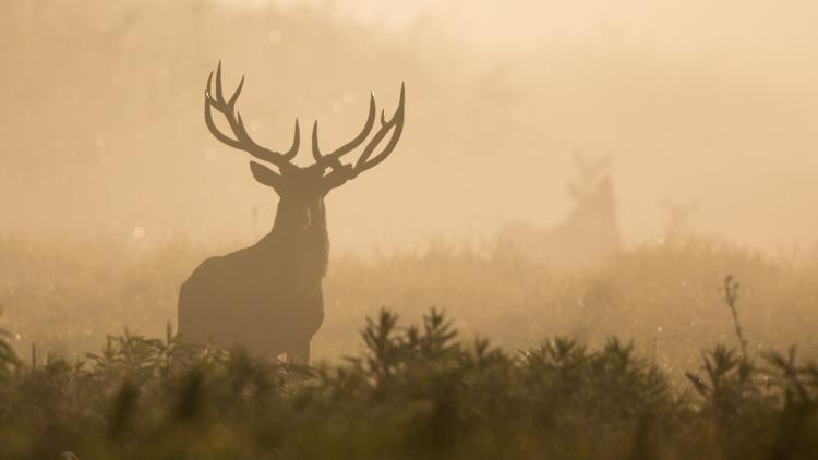 What is an Antler Alert? Kentucky traffic officials issue annual alarm