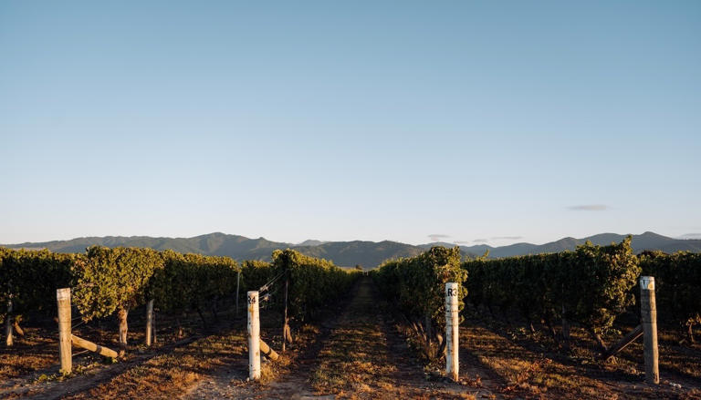 Wine tasting at the Villa Maria Marlborough Estate in New Zealand