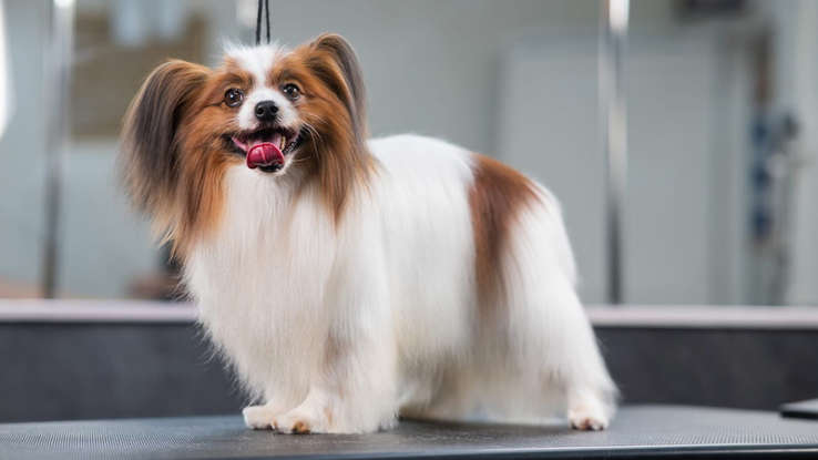 10 Small Dogs That Are Surprisingly Easy to Train 10 Small Dogs That Are Surprisingly Easy to Train