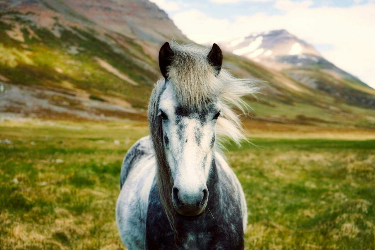 Humans get as attached to horses as they do to pets