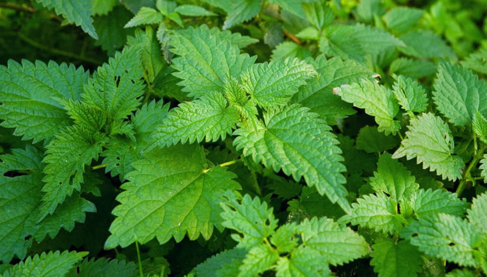 ¿Para qué sirve la ortiga? Propiedades y cuidados de esta planta