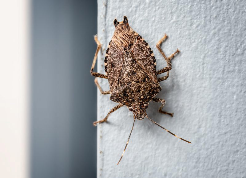 North Dakotans should watch out for this bug in the winter North Dakotans should watch out for this bug in the winter