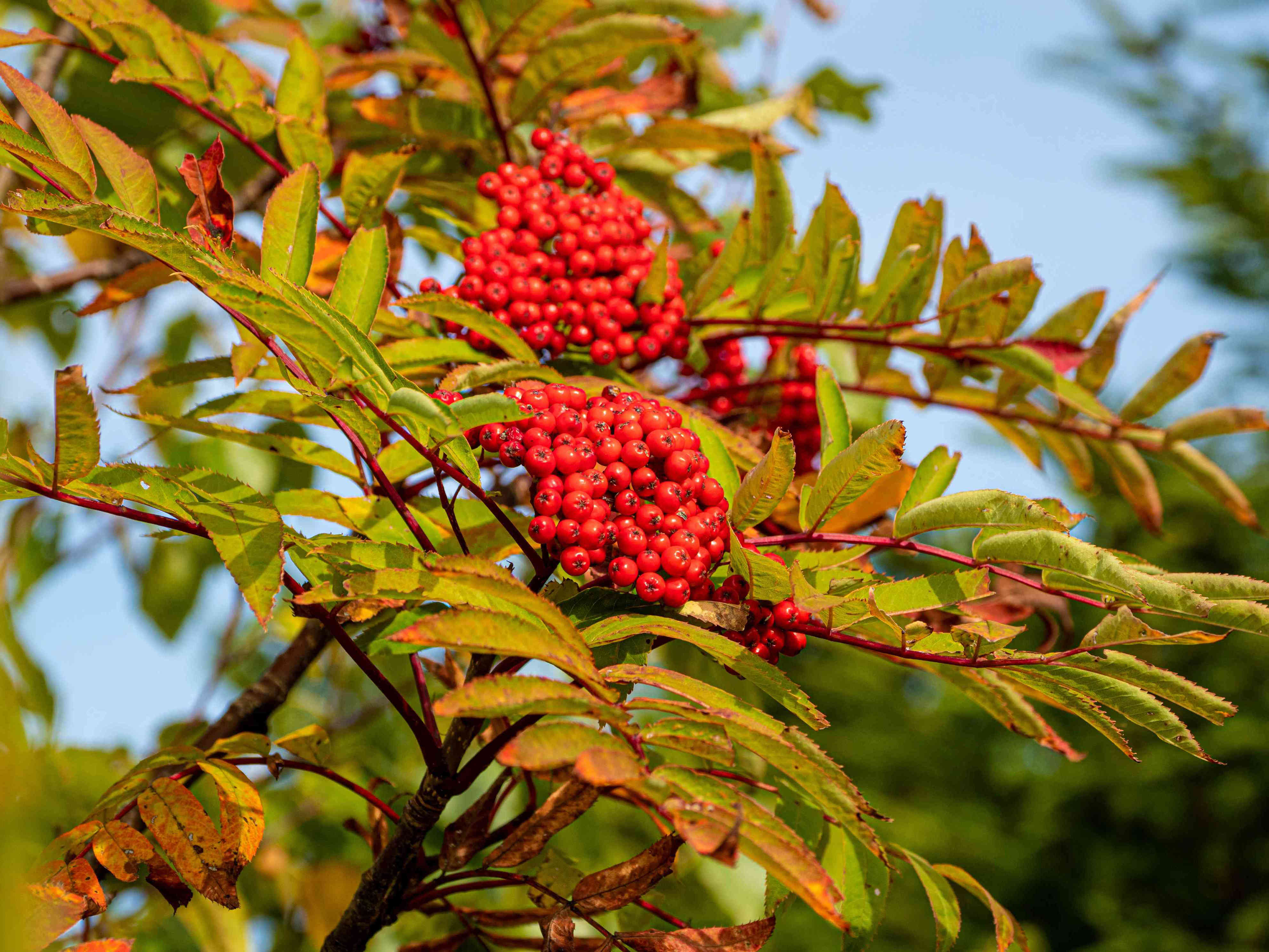 How to Plant and Grow American Mountain Ash for Its Beautiful Berries
