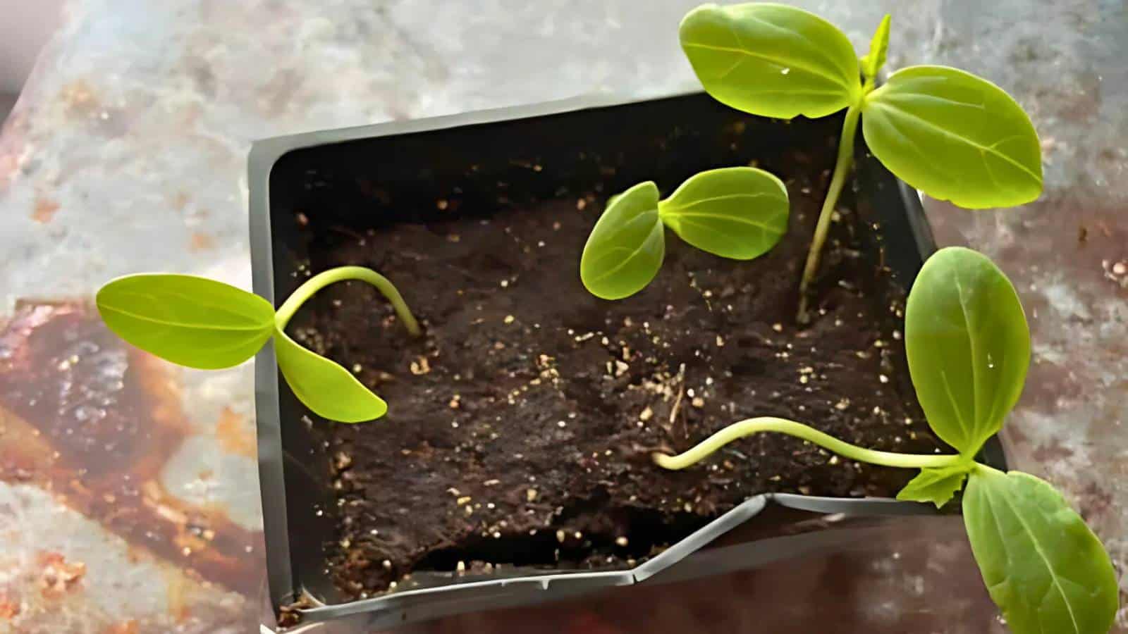 Sprout Success With These 12 Indoor Gardening Tips to Try Today