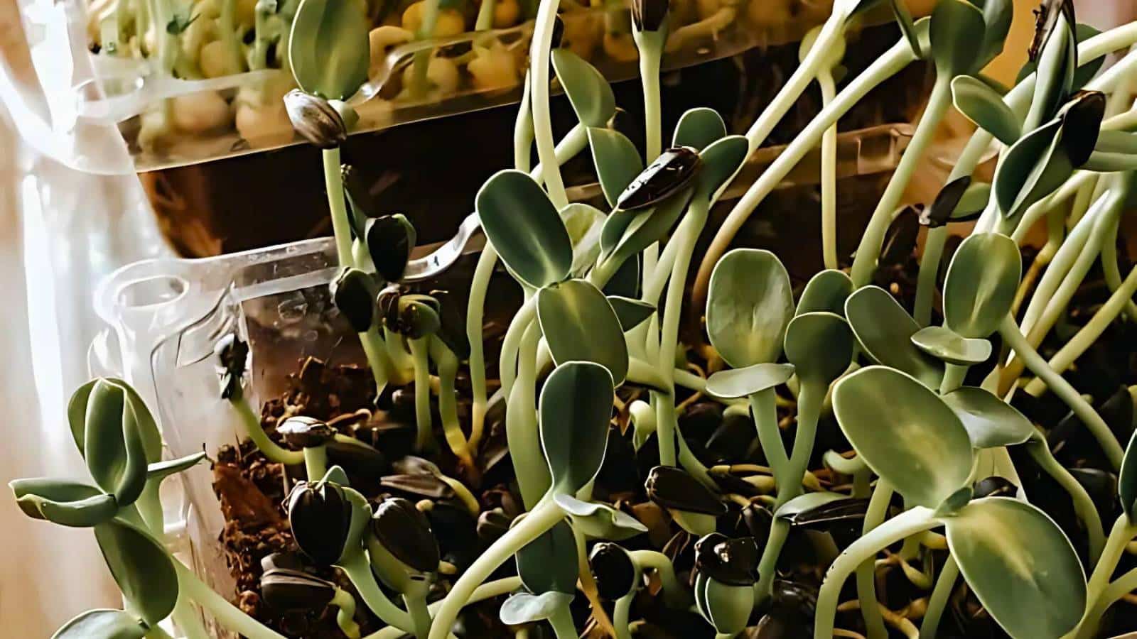 27 Inspiring Gardening Posts to Read To Get You Through Winter