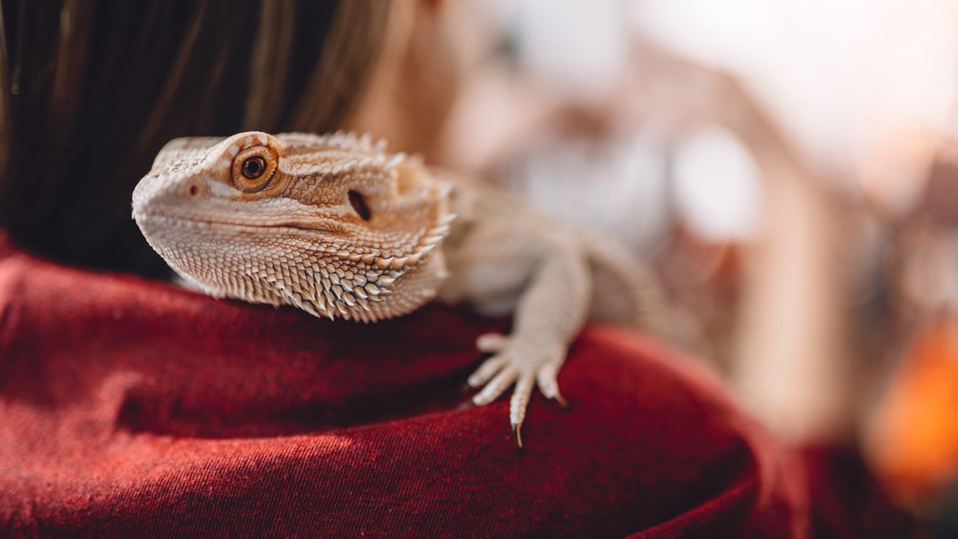 Bartagame, Axolotl und Co.: Lust auf ein exotisches Haustier?