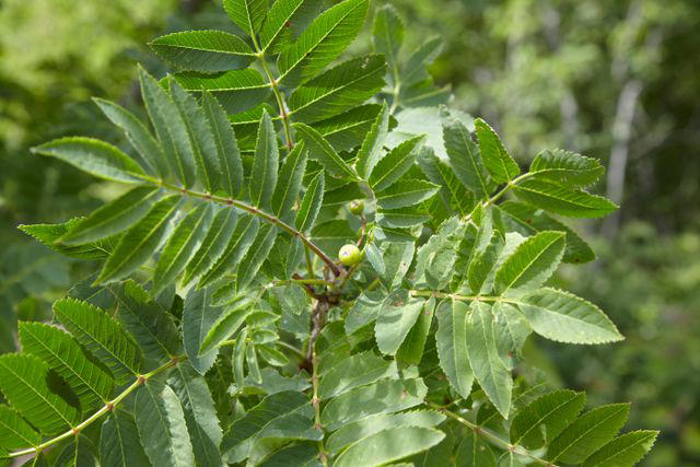 How to Plant and Grow an American Mountain Ash Tree