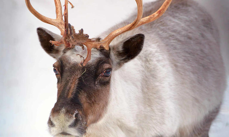 The Concerning Decline of the Reindeer Population