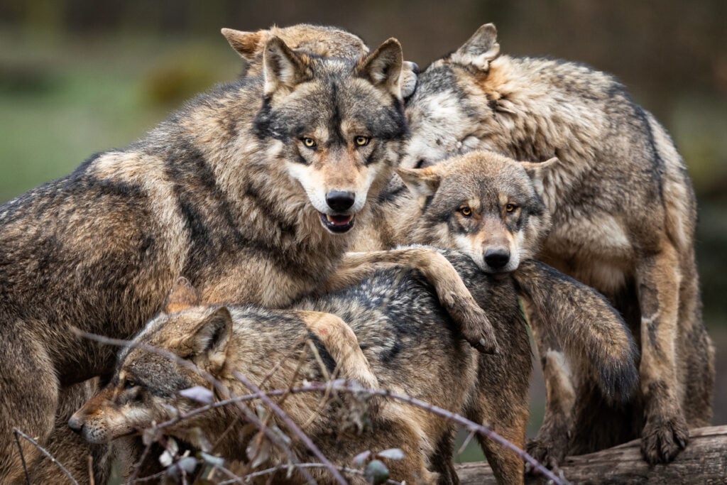 10 Apex Predators in the US That Will Harm Your Kids and How To Stop Them