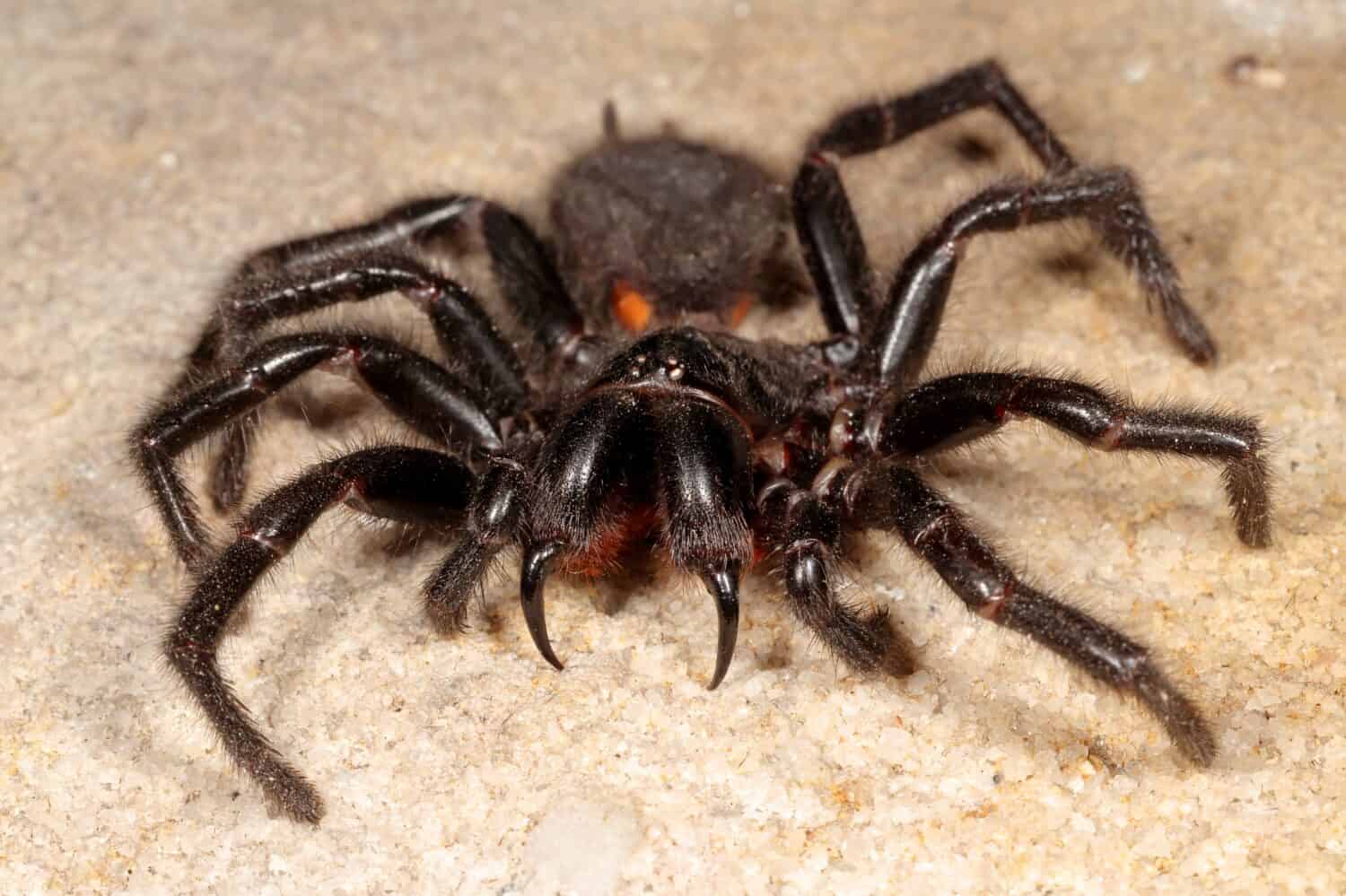 Deadly Spider Outbreak Threatens Residents Near Reptile Park and Other ...