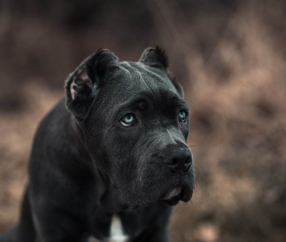 The Most Dangerous Dog Breeds