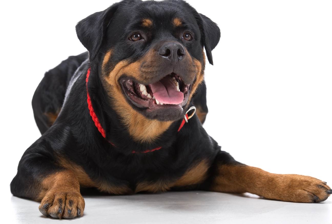 The most dangerous dog breeds