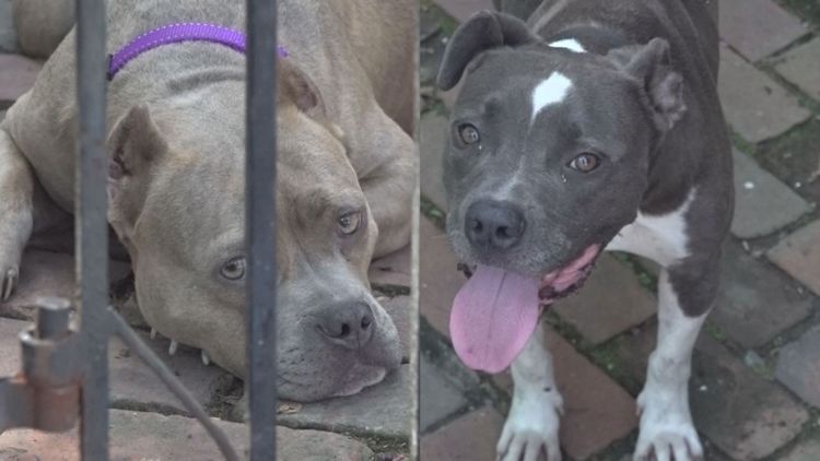 Memphis Animal Services closed for intake after rescuing dogs in ...