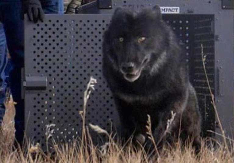 Colorado ranchers' wolf kill claims balloon after state's first release ...