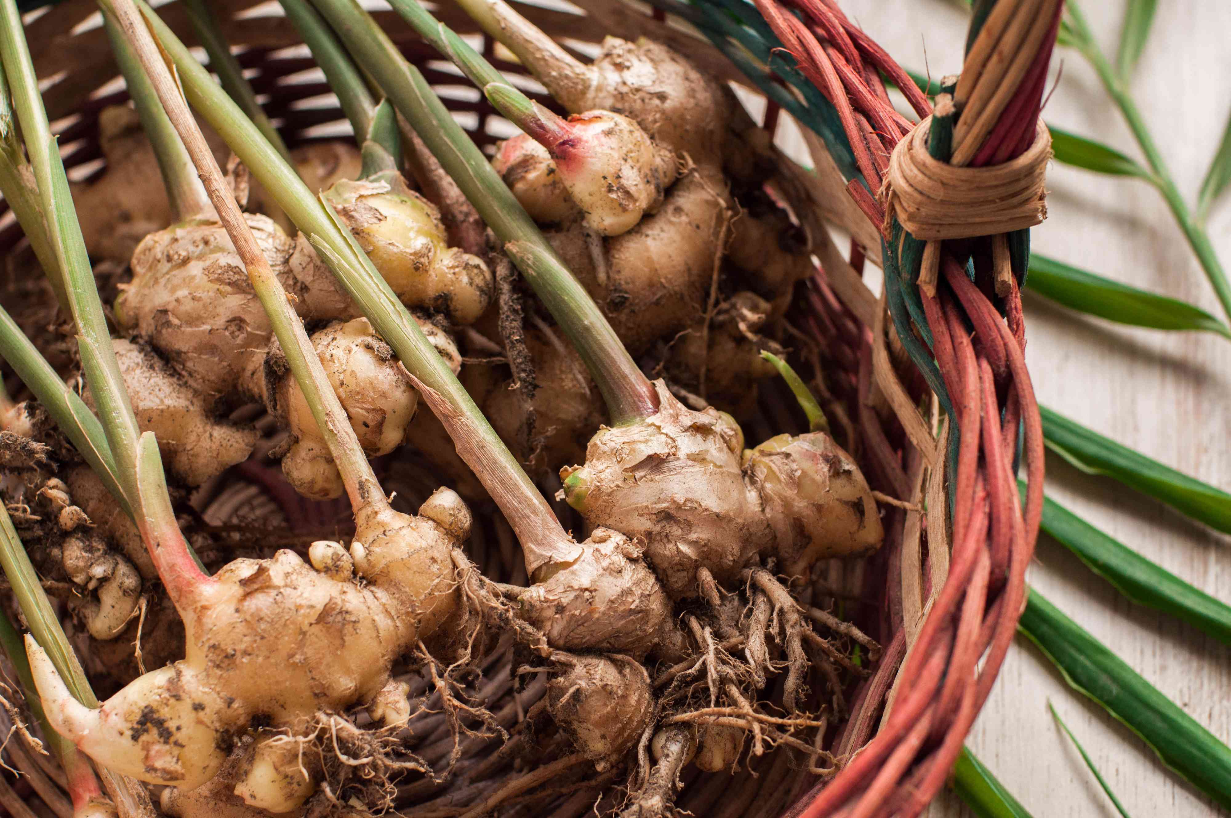 You Don't Need a Garden to Grow Ginger—Here's How to Do It Indoors