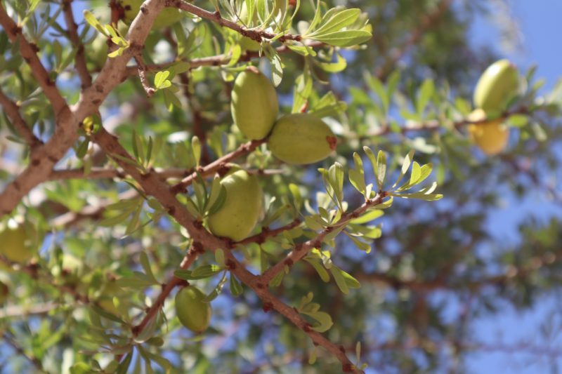 Morocco bets on strong olive and clementine harvests to stabilize ...