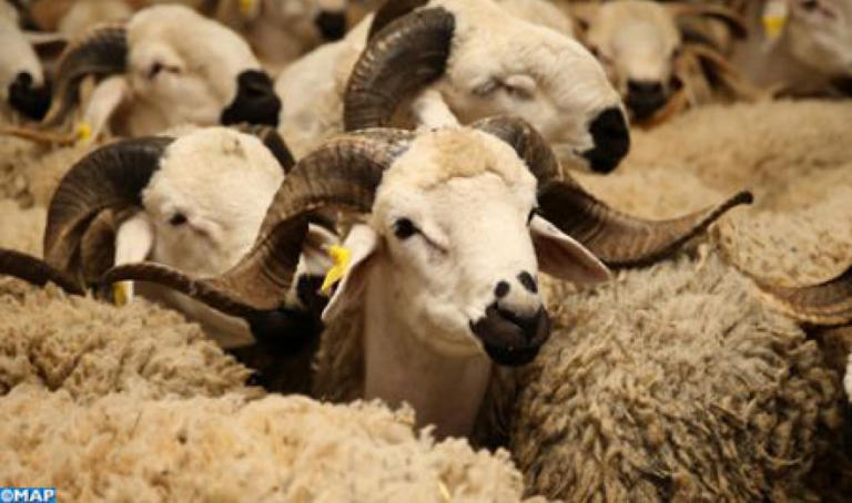 Morocco has not imported any Australian sheep despite market opening