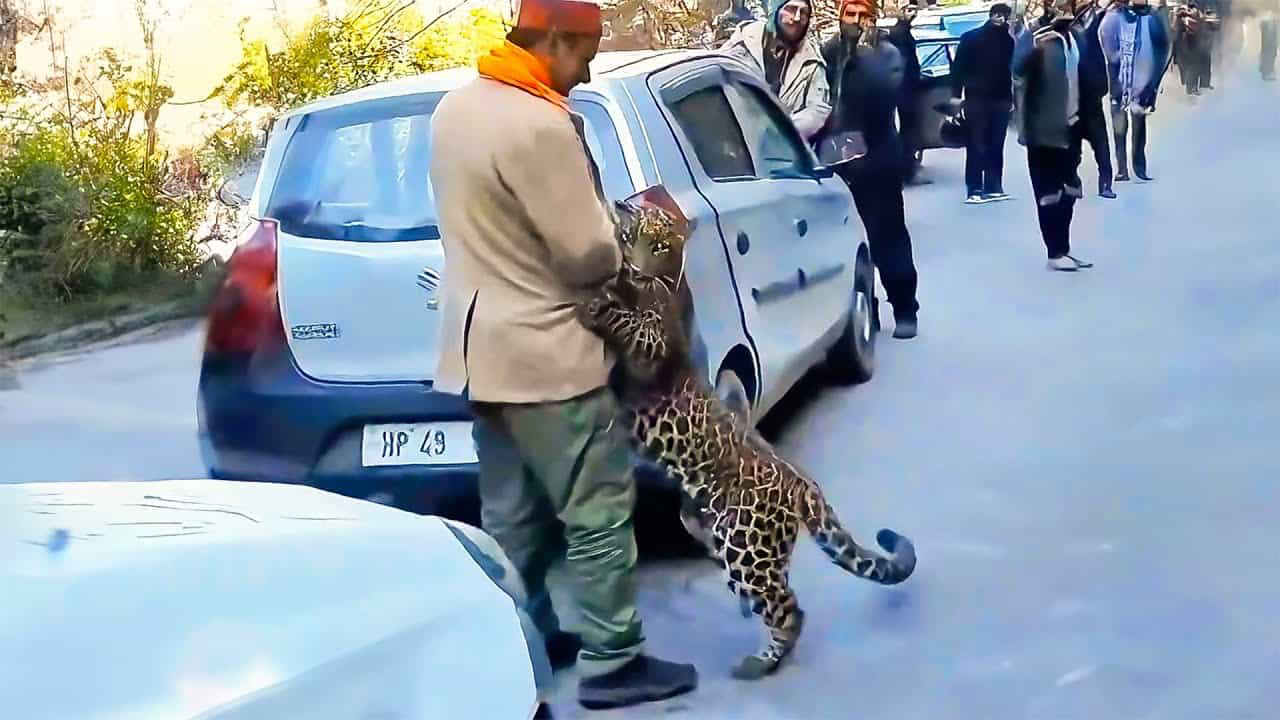 Humans Rescue Trapped Leopard Cub as Mother Pleads for Help Humans Rescue Trapped Leopard Cub as Mother Pleads for Help
