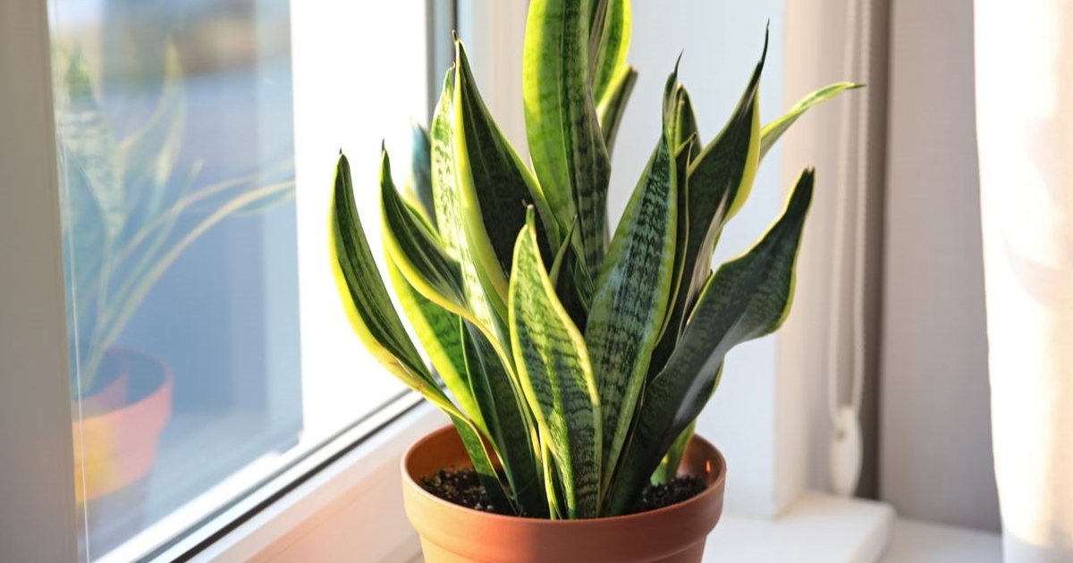 Slip for kondens og skimmelsvamp på vinduerne med disse smukke planter