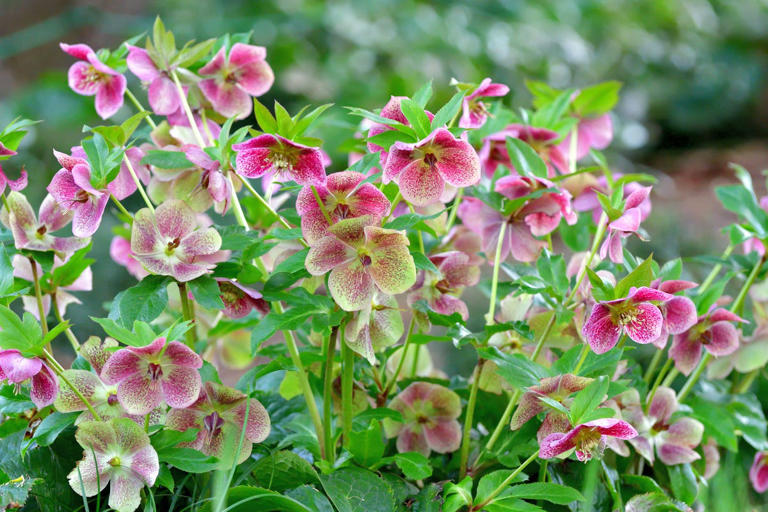 How to Care for Hellebores So They Last Decades in Your Garden