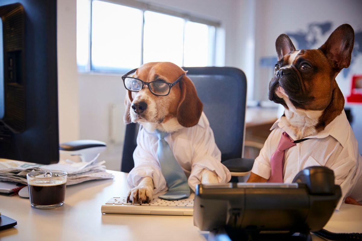 Dogs With Jobs: Here are the 10 most useful breeds of amazing working ...