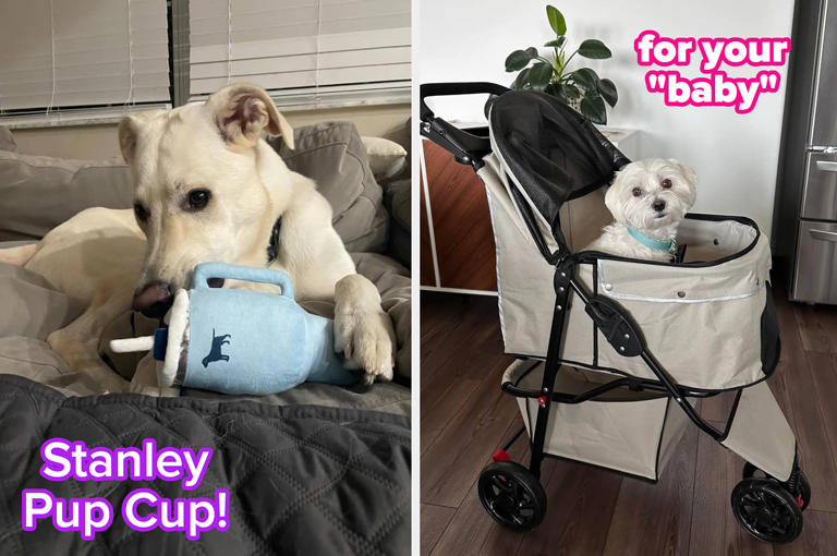 37 Pet Products For Anyone In Their DINKWAD (Dual Income, No Kids, With ...