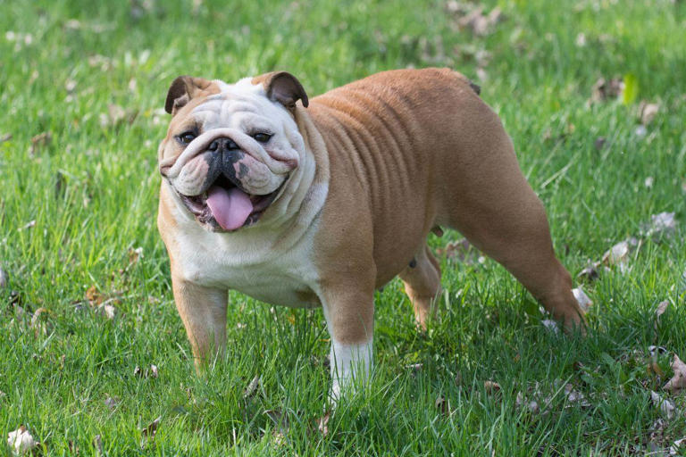 Dog prices 2025: Here are the 10 most expensive breeds of adorable dog ...