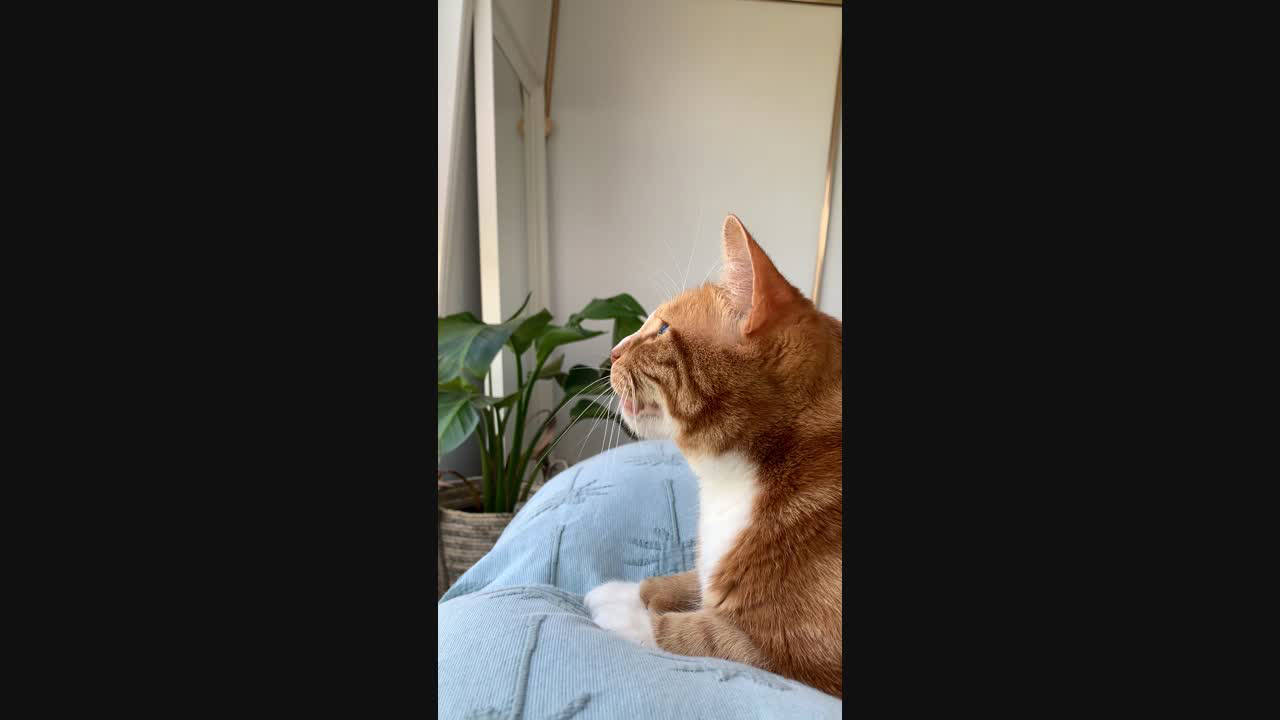 Cat Clicks While Staring at Birds Through Window Cat Clicks While Staring at Birds Through Window