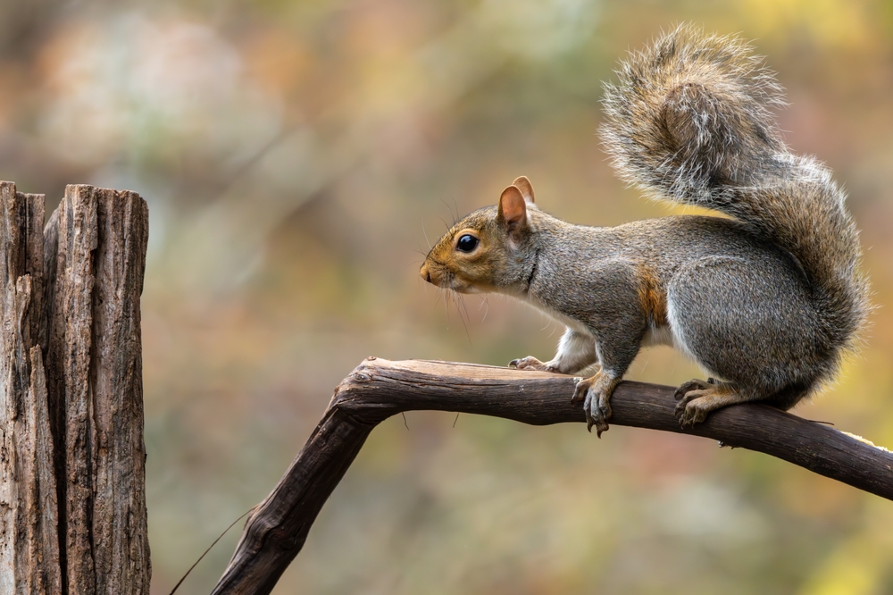 10 Animals That Can Destroy Your Home In Mere Minutes