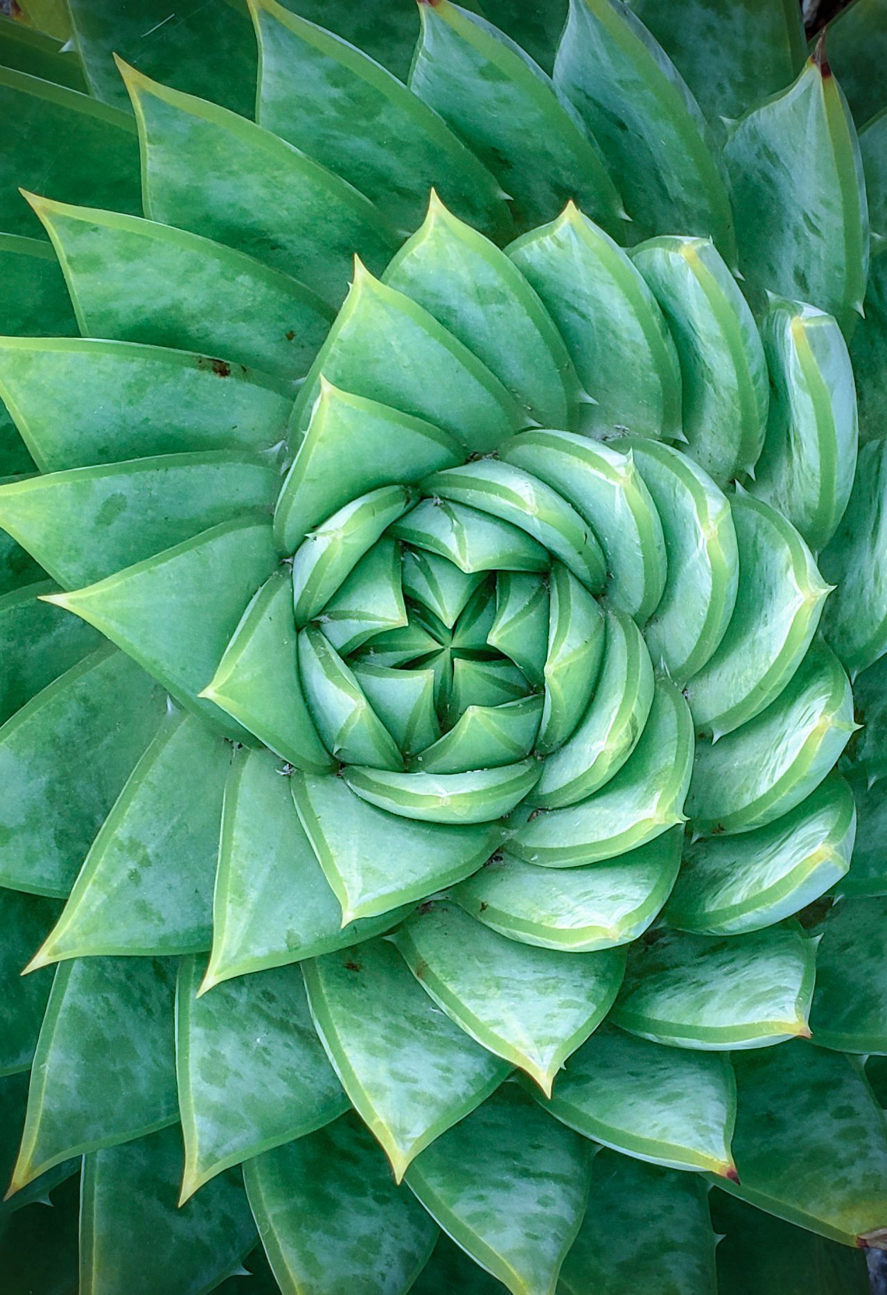 Mathematicians find an explanation for nature's perfect shapes Mathematicians find an explanation for nature's perfect shapes
