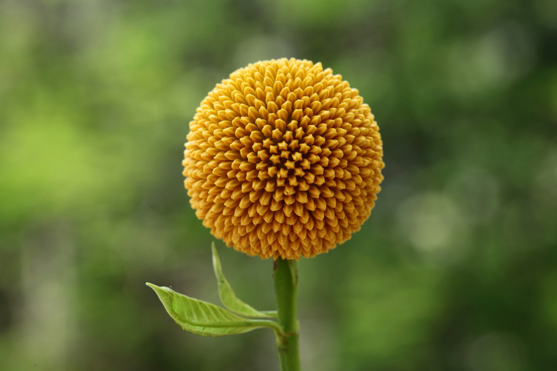 Mathematicians find an explanation for nature's perfect shapes