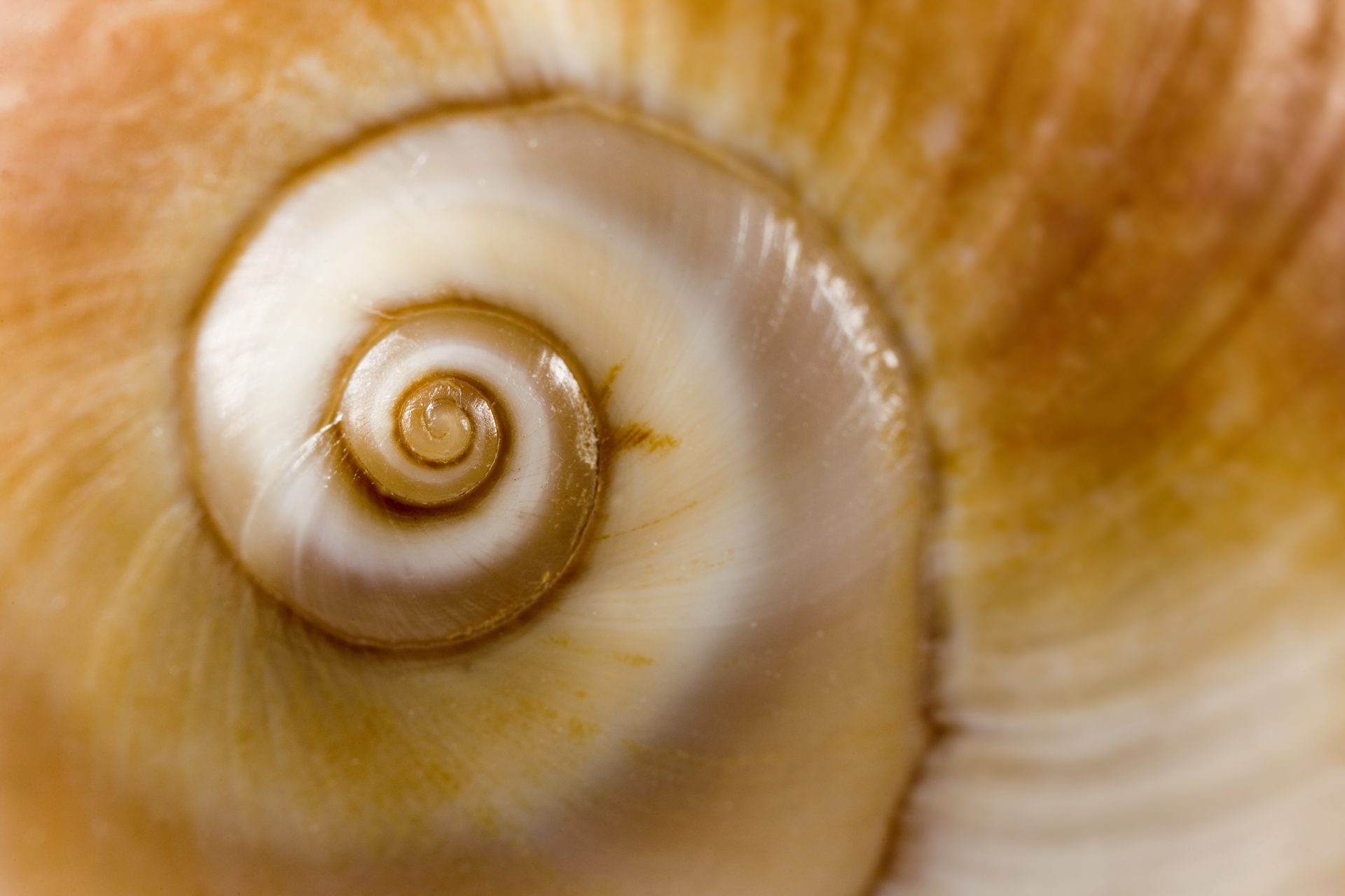 Mathematicians find an explanation for nature's perfect shapes