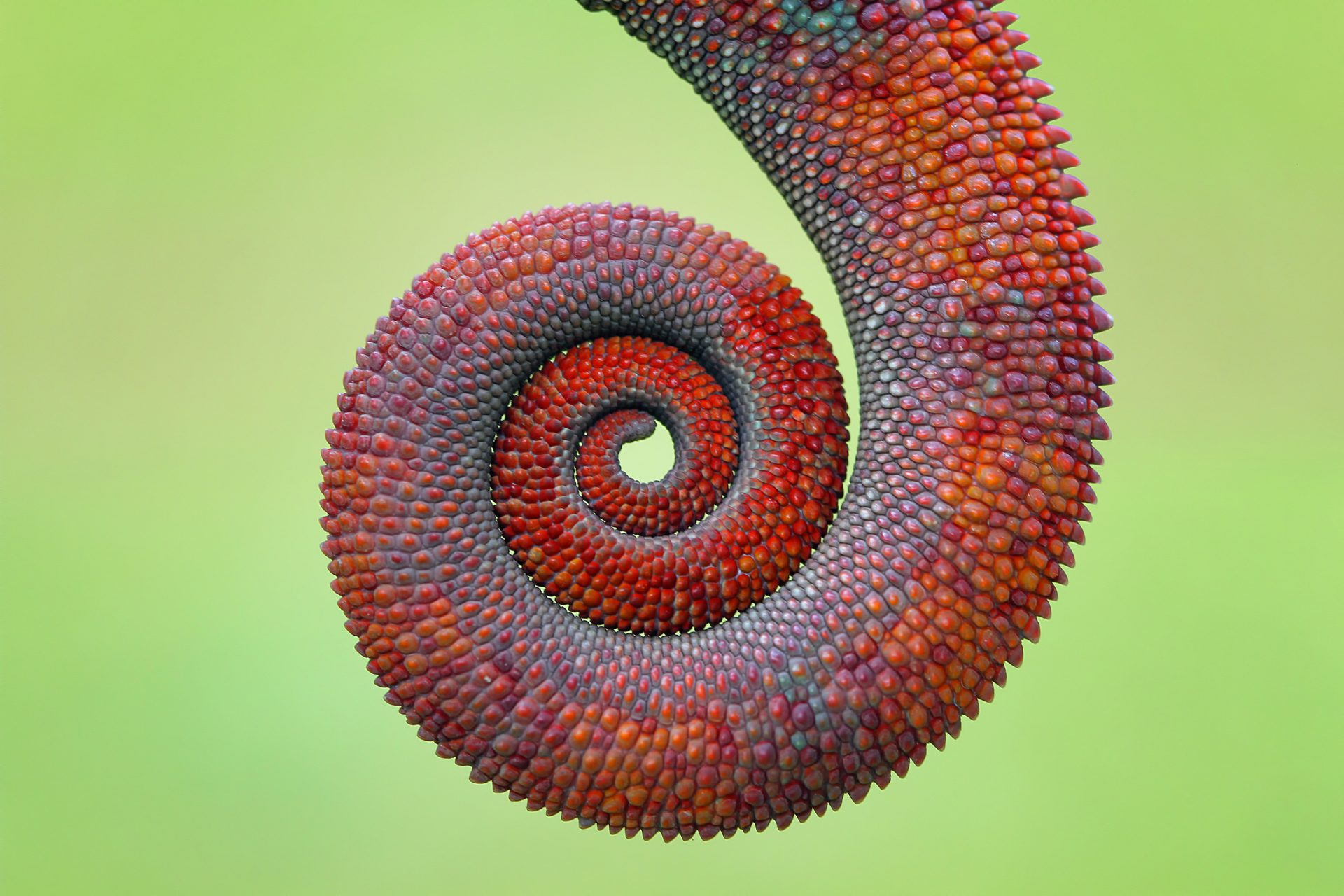 Mathematicians find an explanation for nature's perfect shapes