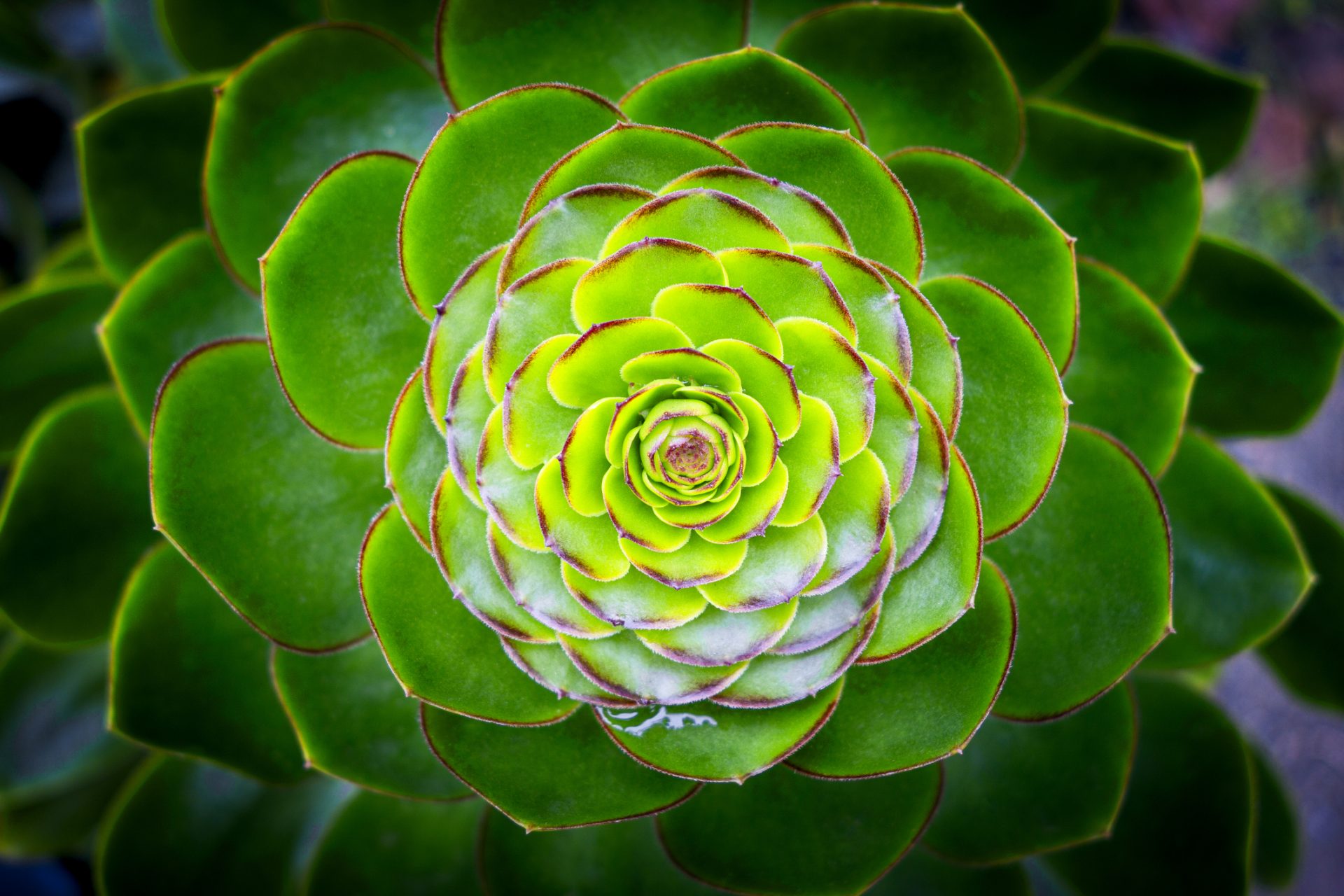Mathematicians find an explanation for nature's perfect shapes