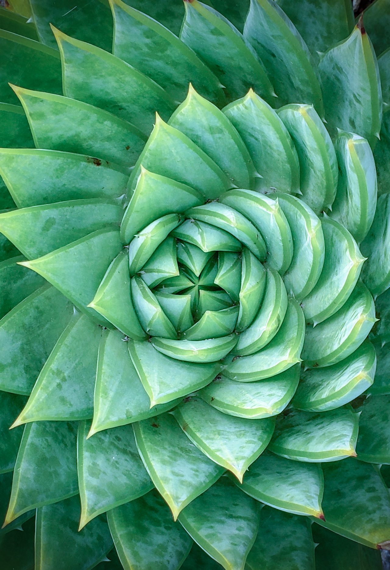 Mathematicians find an explanation for nature's perfect shapes