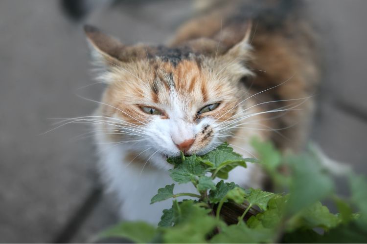 You mean well — but some of the biggest dangers to your cat are already ...