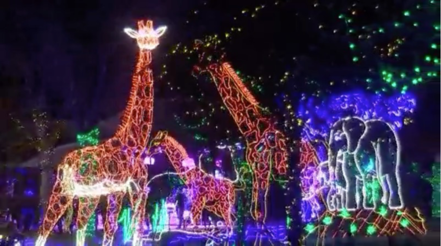 Coming back for its 27th year, River of Lights kicks off at the ABQ BioPark