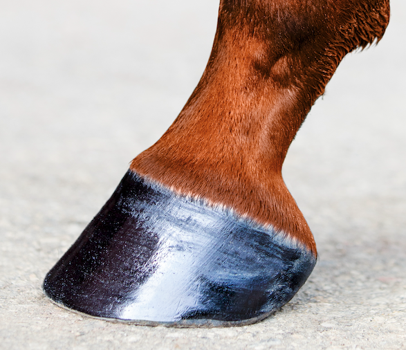 Essential hoof care advice for a long active life (and why newborn ...